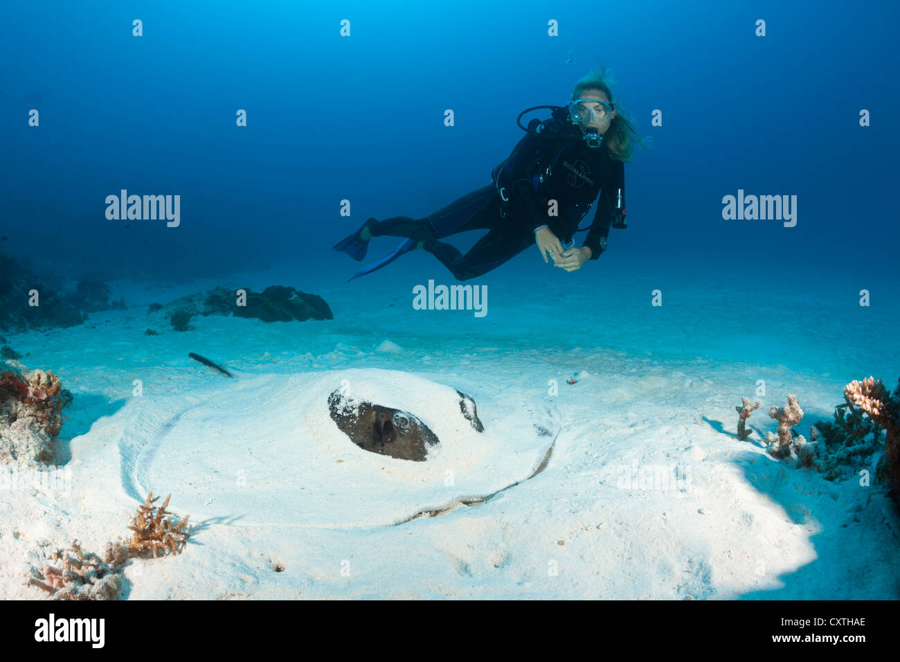 Blackspotted Stingray hiding in Sand, Taeniura meyeni, North Male Atoll ...