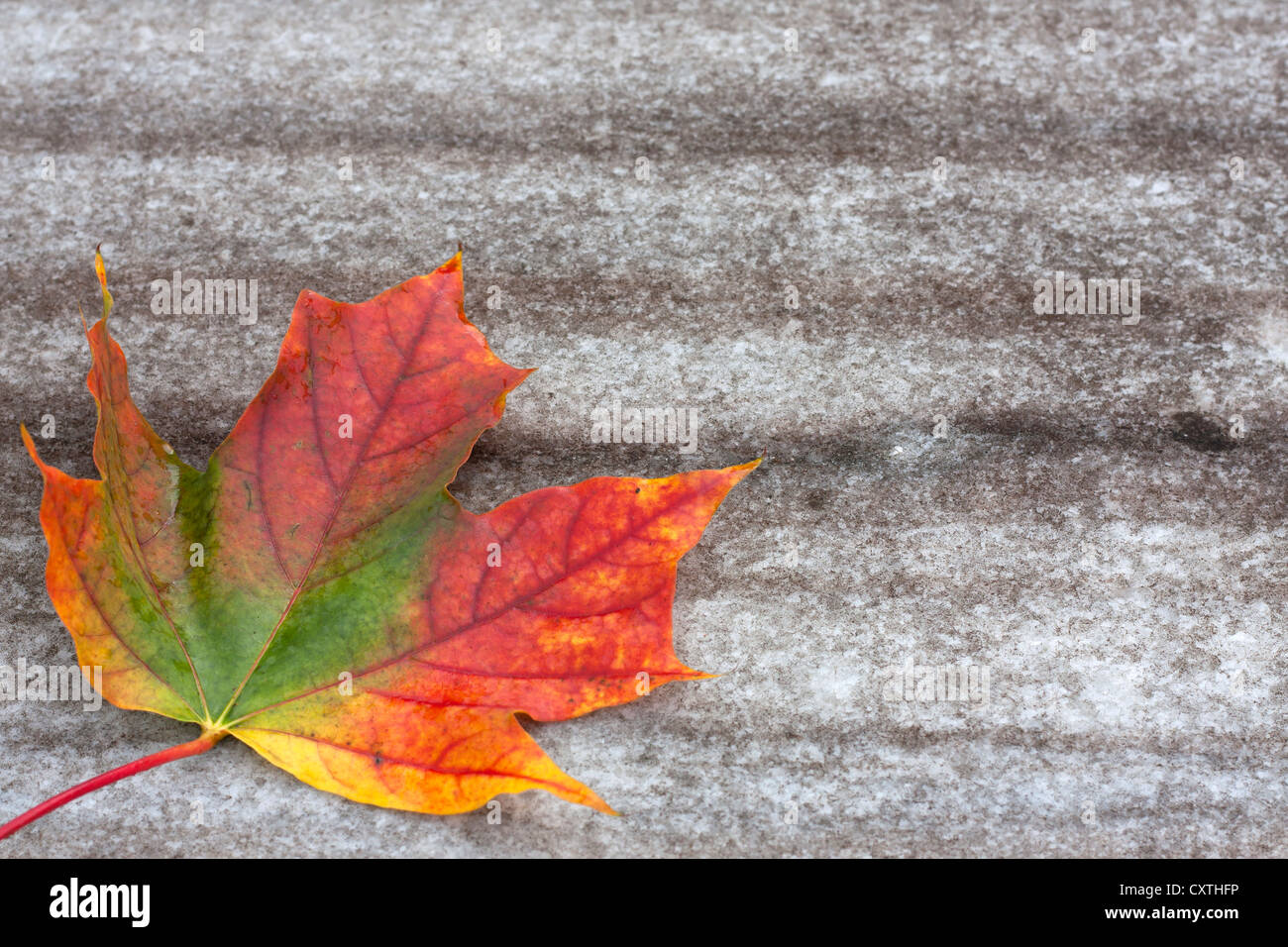 Autumn leaf on the ground Stock Photo - Alamy