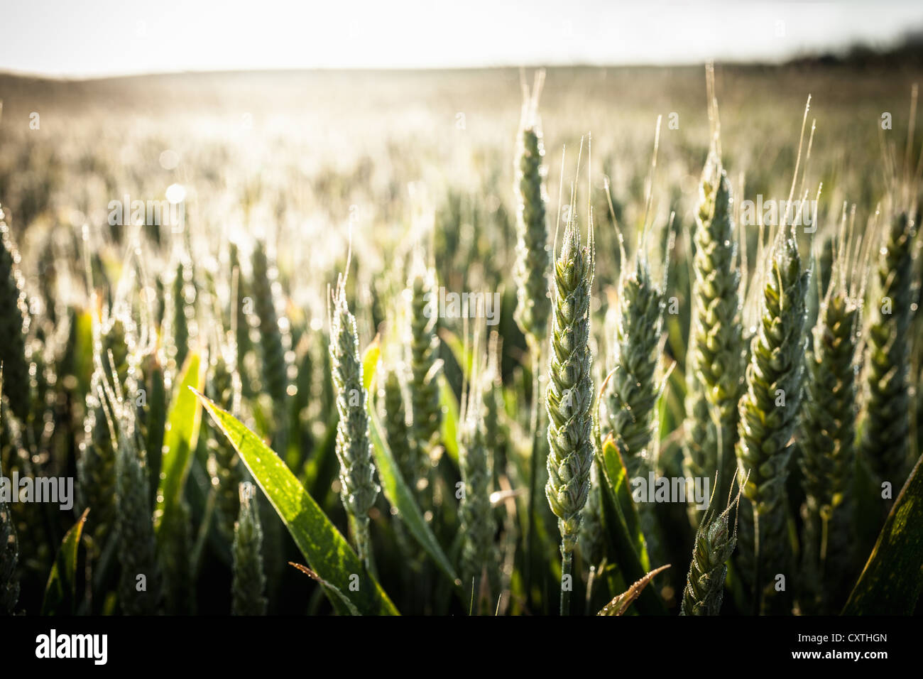 Wheat Grass High Resolution Stock Photography and Images - Alamy