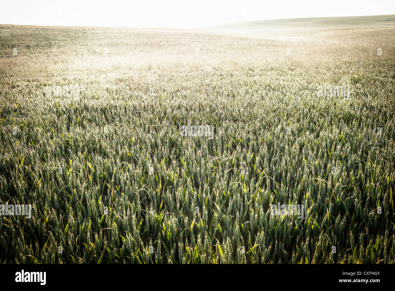 Rolling wheat field field tall hi-res stock photography and images - Alamy