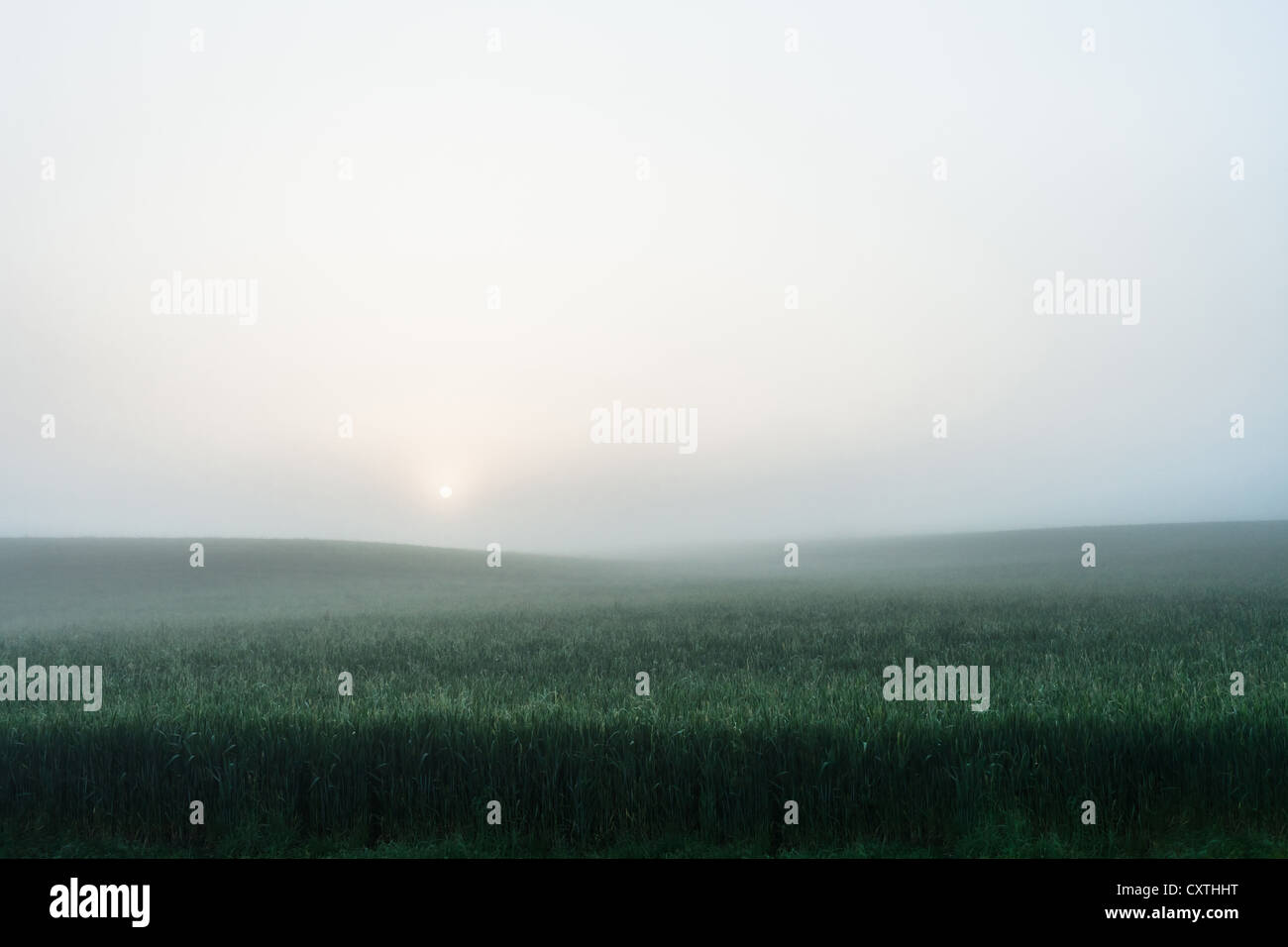 Foggy field of tall grass Stock Photo - Alamy