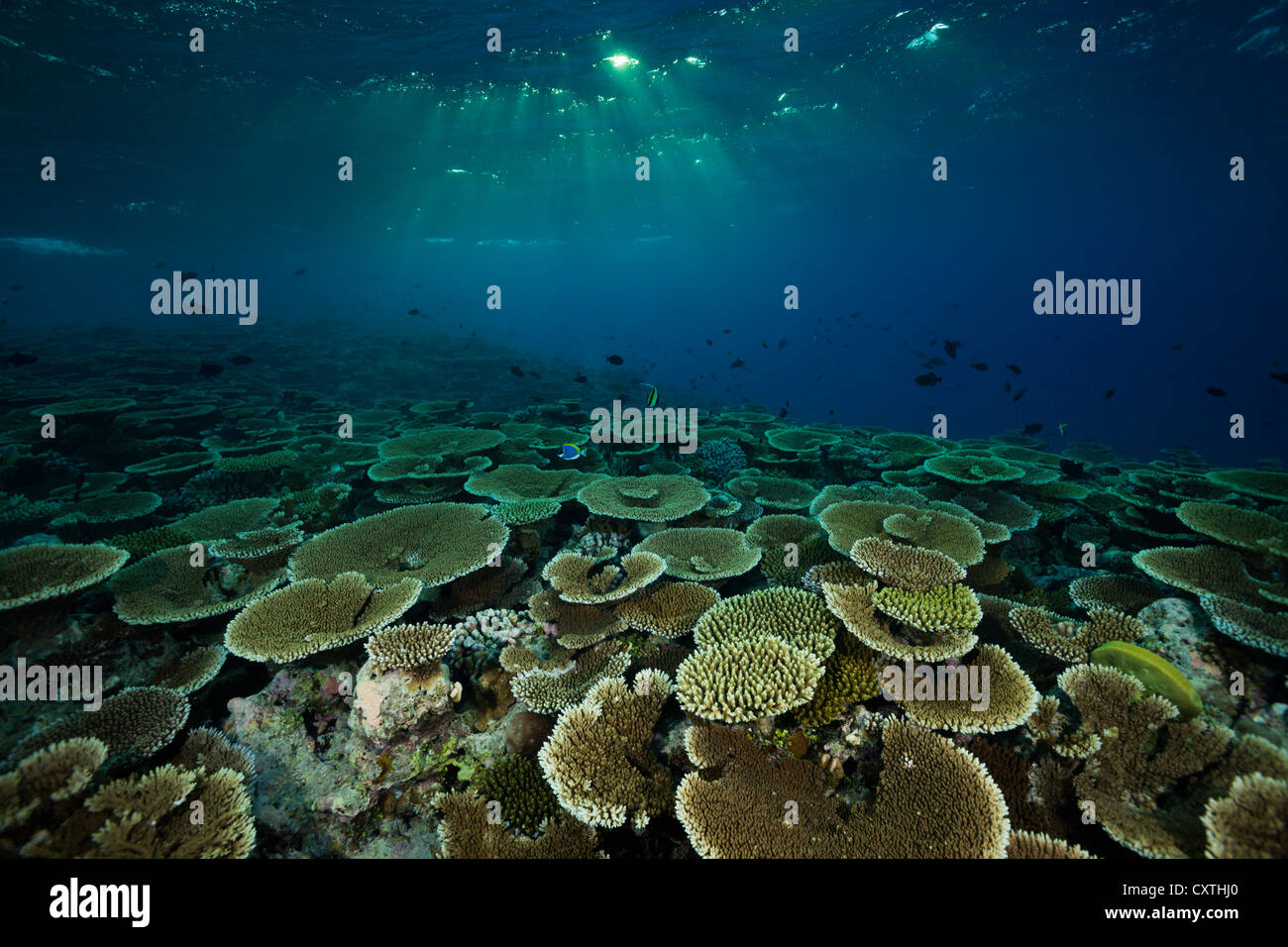 Reef of Table Corals, Acropora sp., Felidhu Atoll, Maldives Stock Photo ...