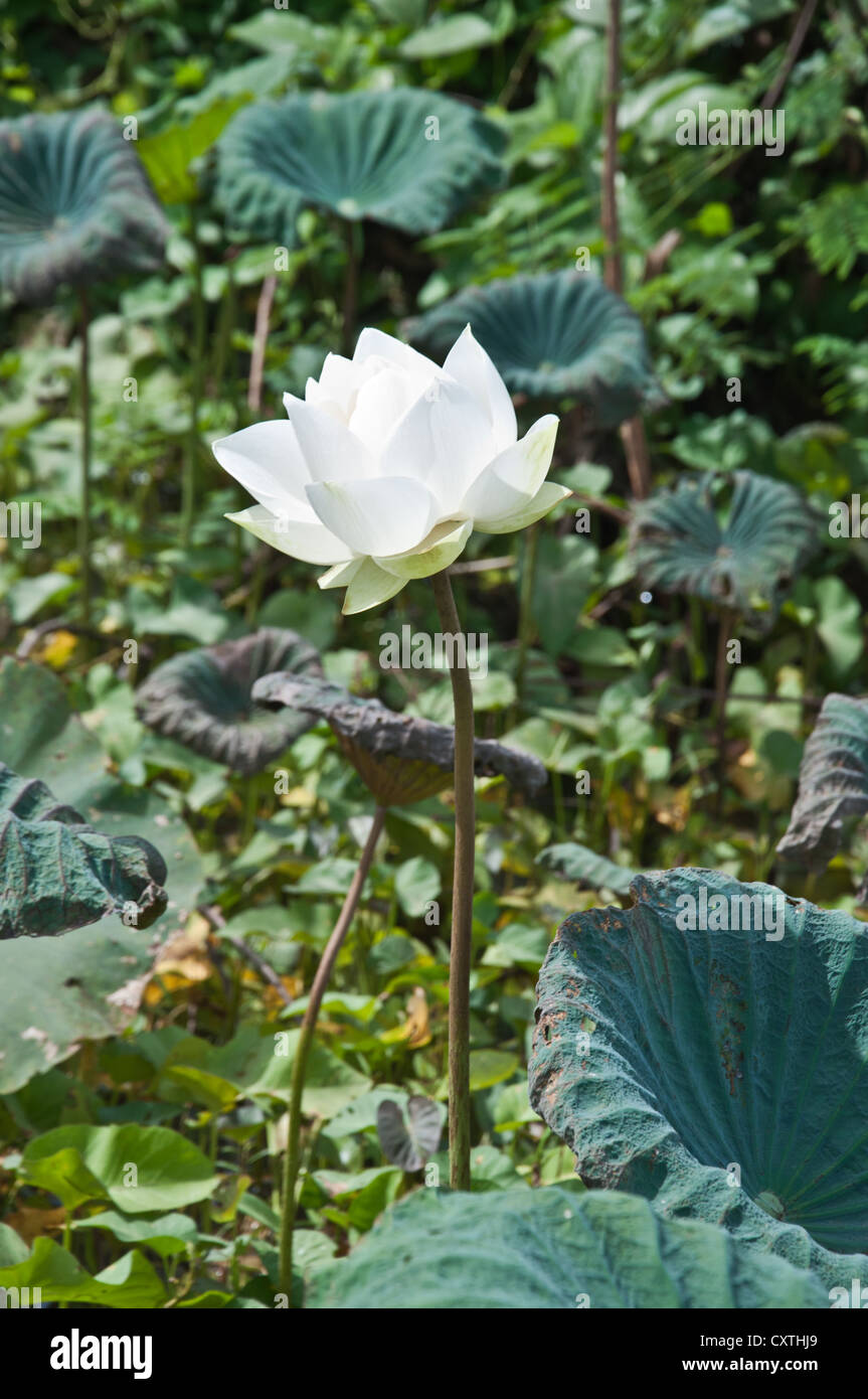 White Lotus in the River Stock Photo - Alamy