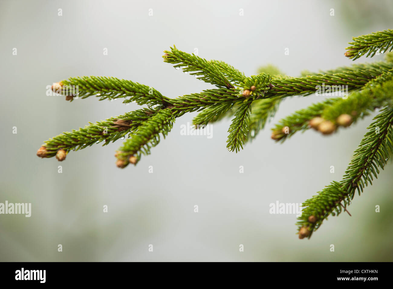 Close up tree branch hi-res stock photography and images - Alamy