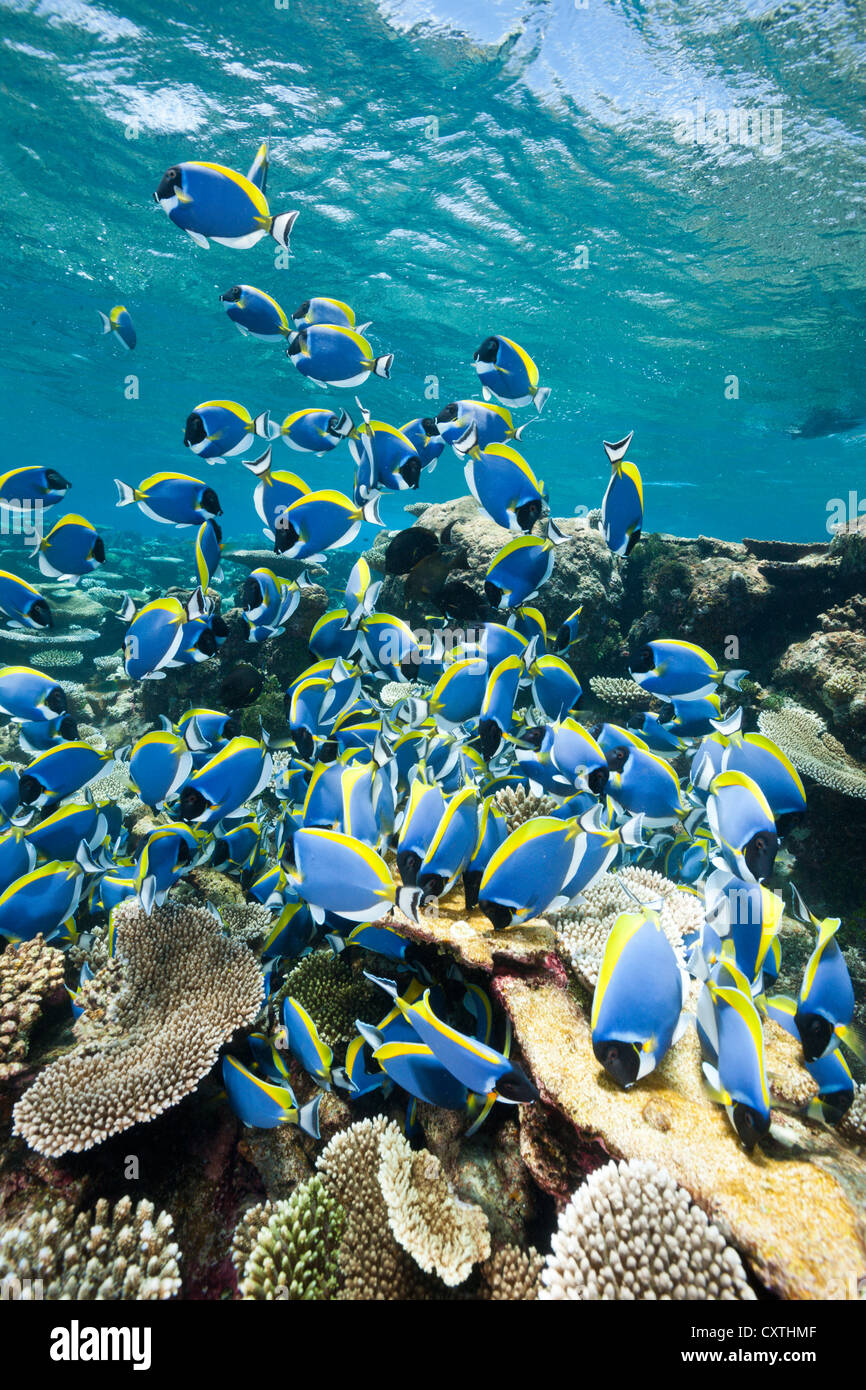 Shoal of Powder Blue Tang, Acanthurus leucosternon, Thaa Atoll ...