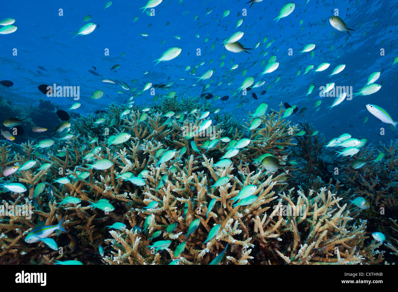Black axil chromis hi-res stock photography and images - Alamy