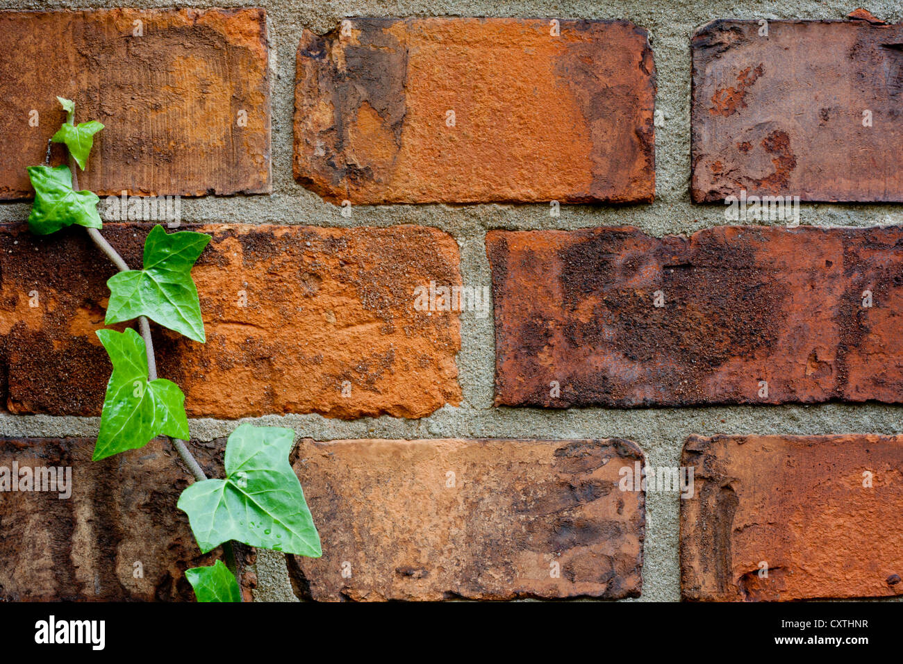 Ivy and brick wall background in autumn concept Stock Photo - Alamy