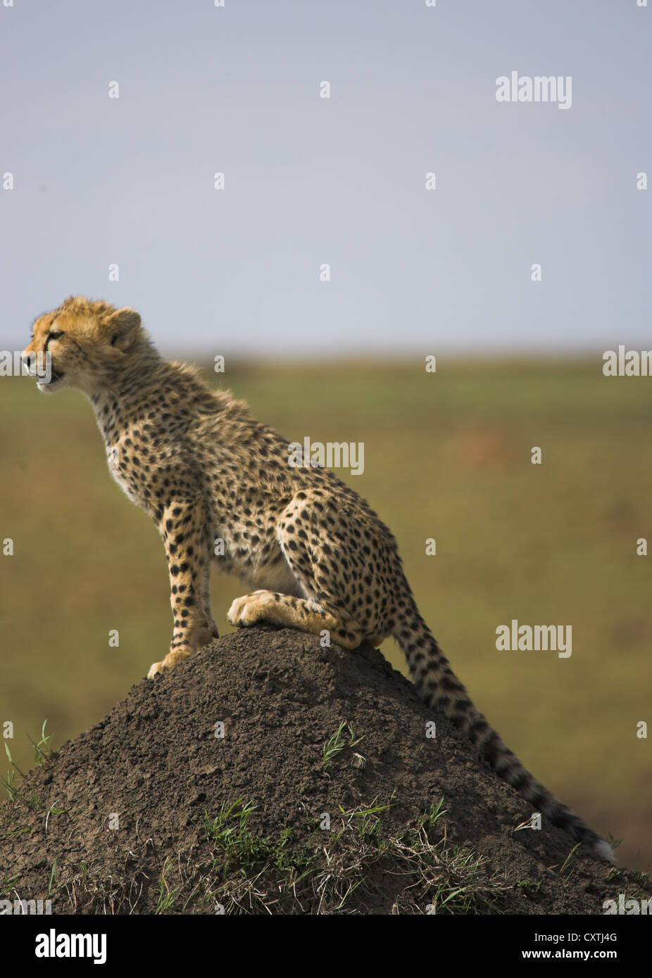 Sub-adult Cheetah (Acinonyx jubatus) on termite mound, Masai Mara ...