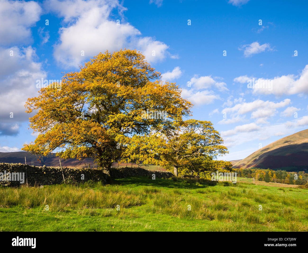 Oak trees against a blue sky in autumn in the Lake District National ...