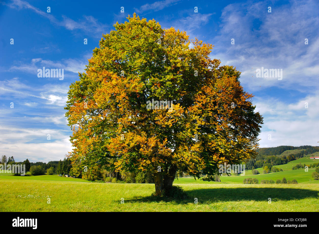 single big beech tree in autumn Stock Photo - Alamy