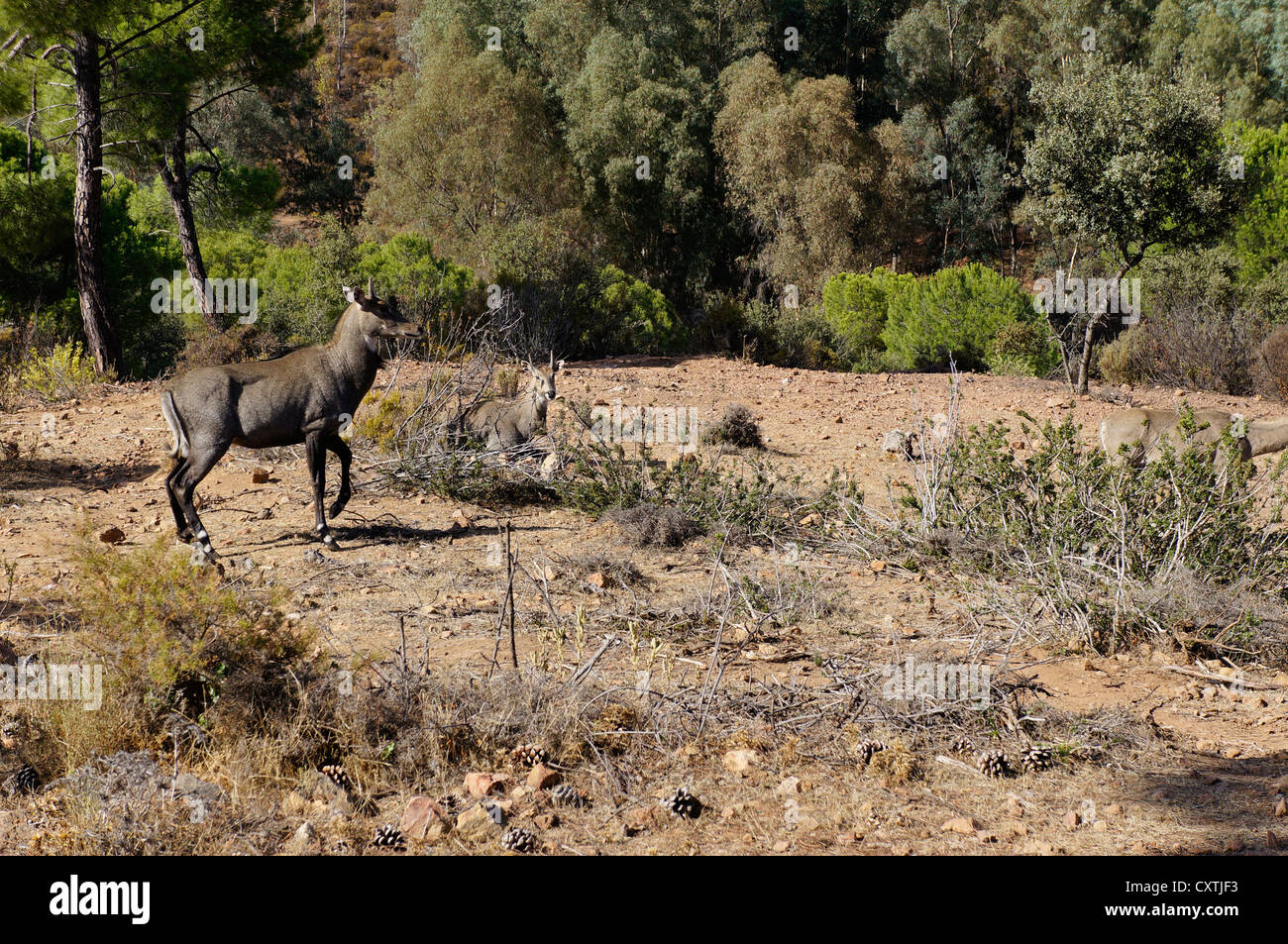 Nilghai Antelopes (Baselaphus Tragocamelus), at La Reserva Sevilla, the ...