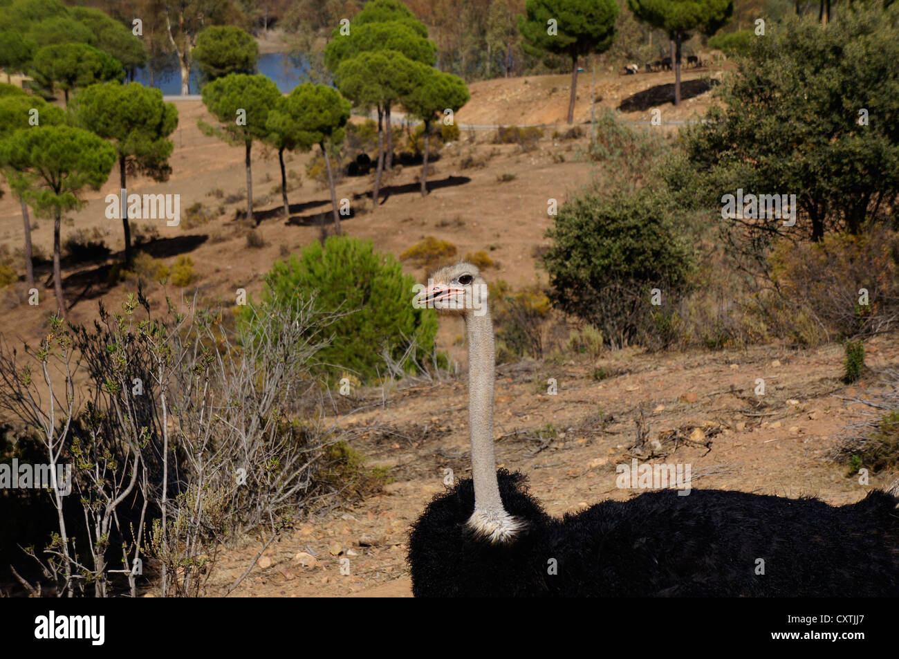 Tourist communicating to an ostrich in the zoo at La Reserva Sevilla El ...