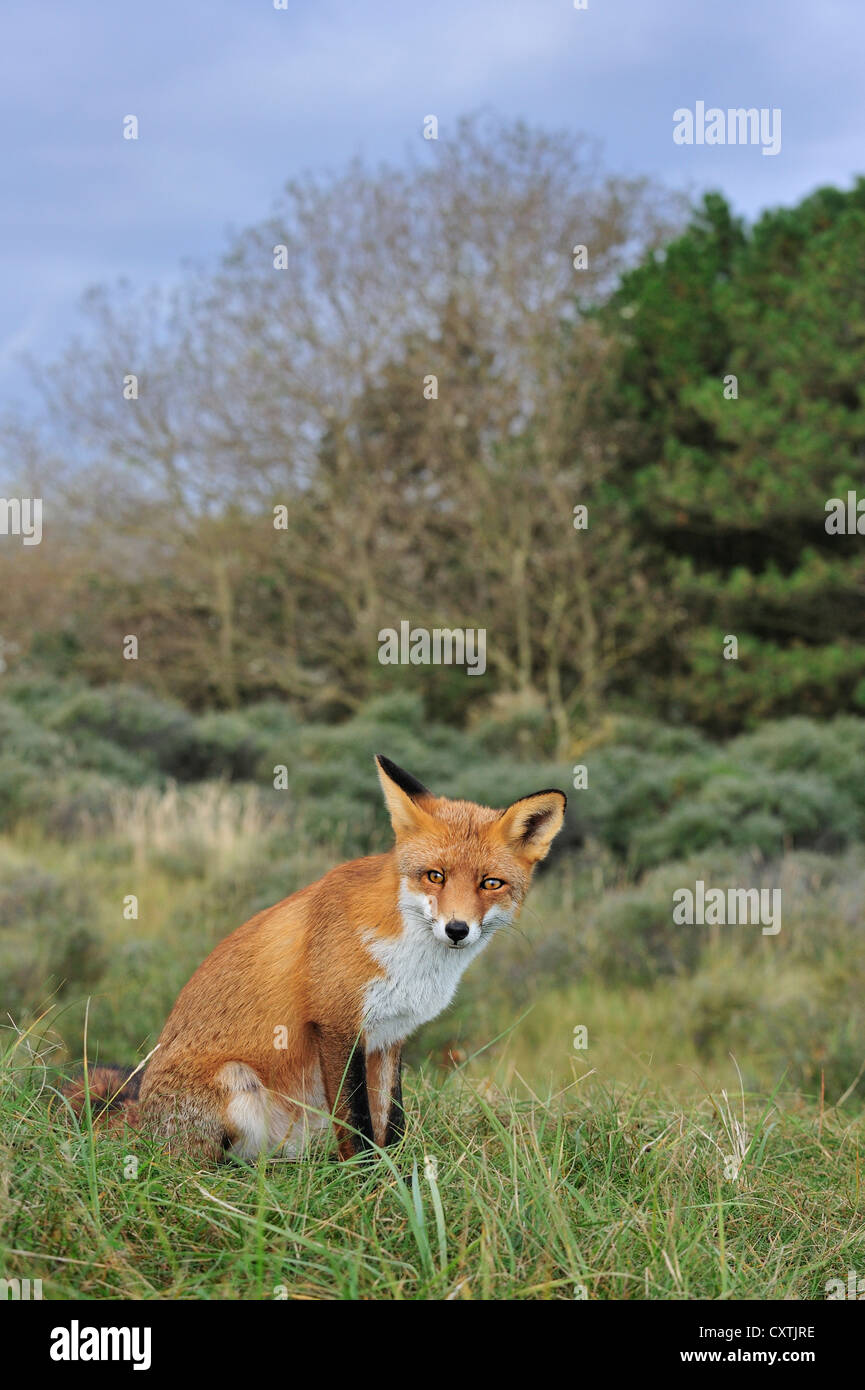 Red fox (Vulpes vulpes) sitting in grassland at forest edge in autumn Stock Photo - Alamy