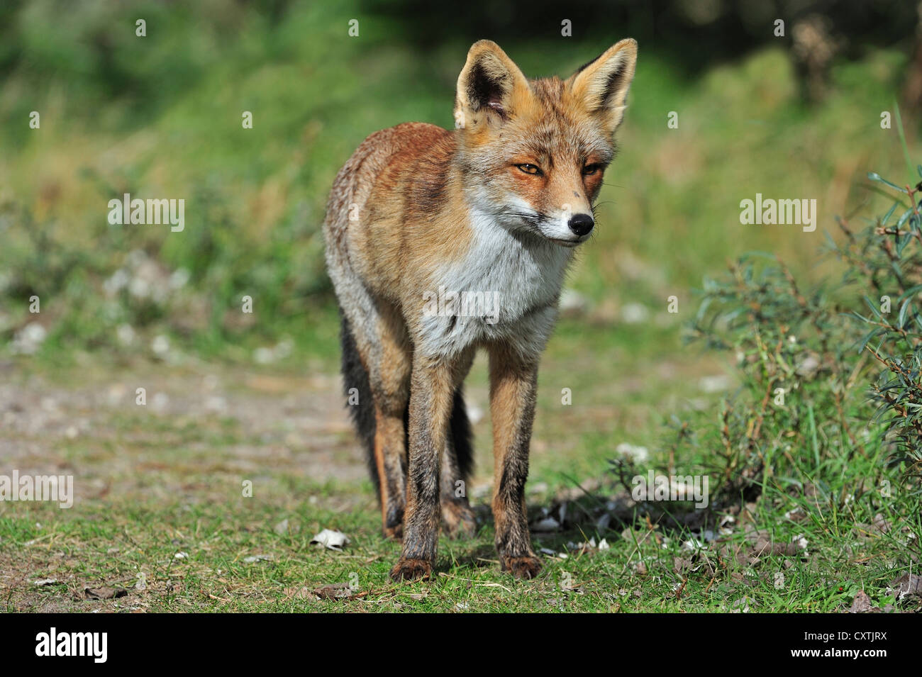Red fox (Vulpes vulpes) in thicket at forest edge in autumn Stock Photo - Alamy