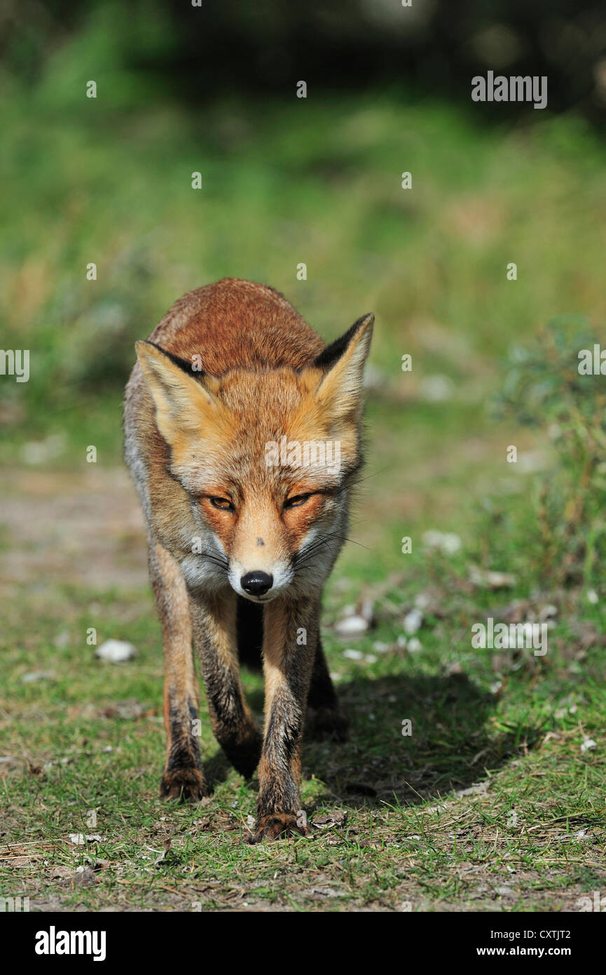 Foraging in forest hi-res stock photography and images - Alamy