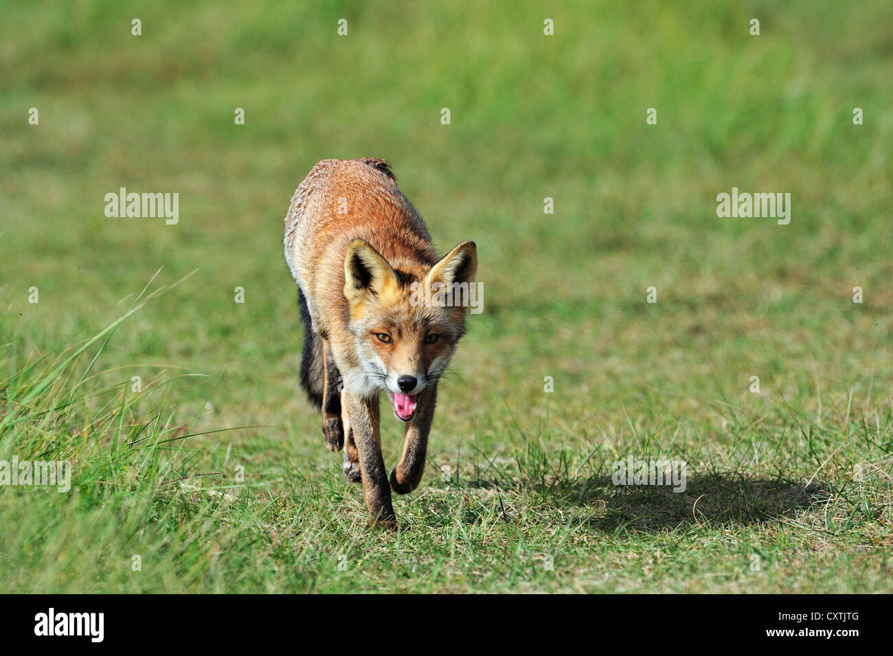 Red fox vulpes vulpes running hi-res stock photography and images - Alamy