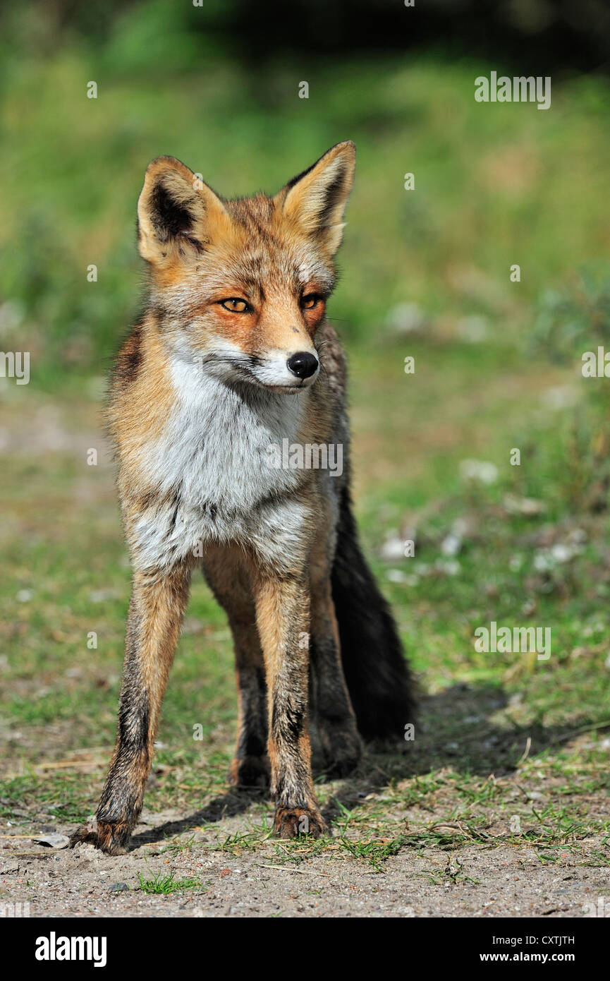 Red fox vulpes vulpes at forest edge hi-res stock photography and images - Alamy