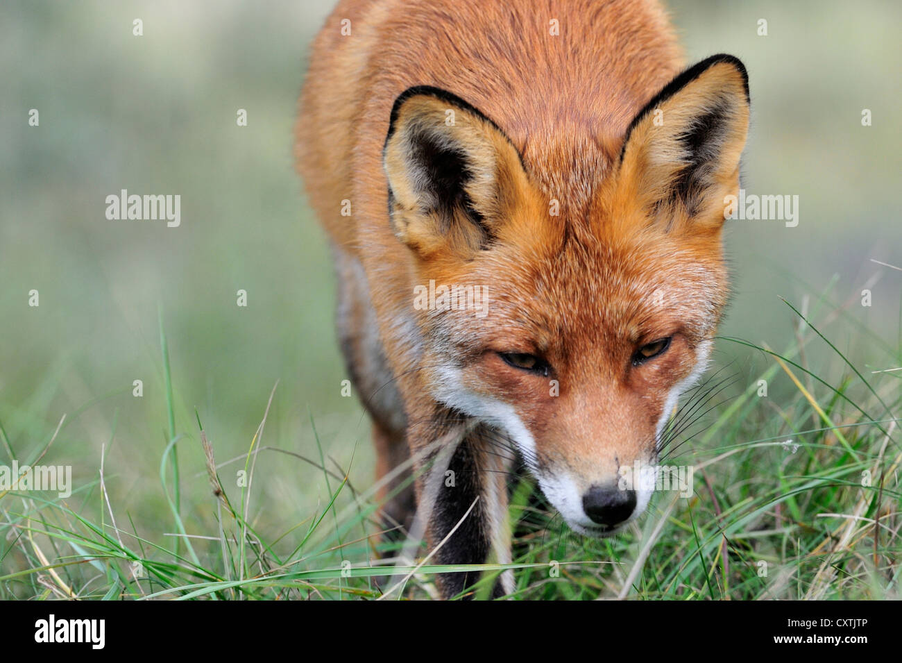 Red Fox Vulpes Vulpes Smelling Stock Photos & Red Fox Vulpes Vulpes ...