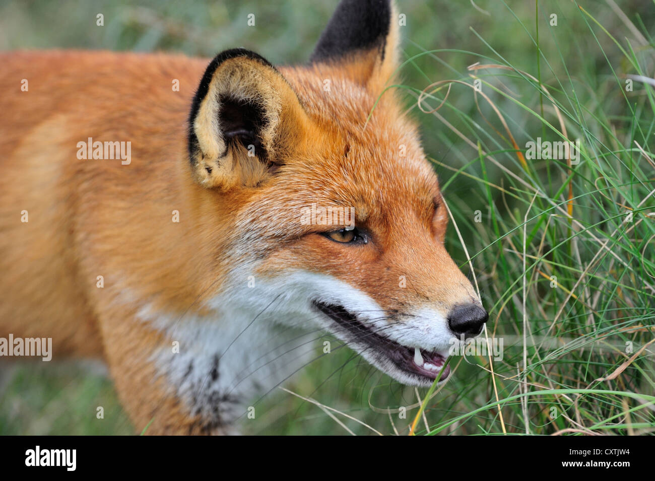 Vulpes vulpes hunt hi-res stock photography and images - Alamy