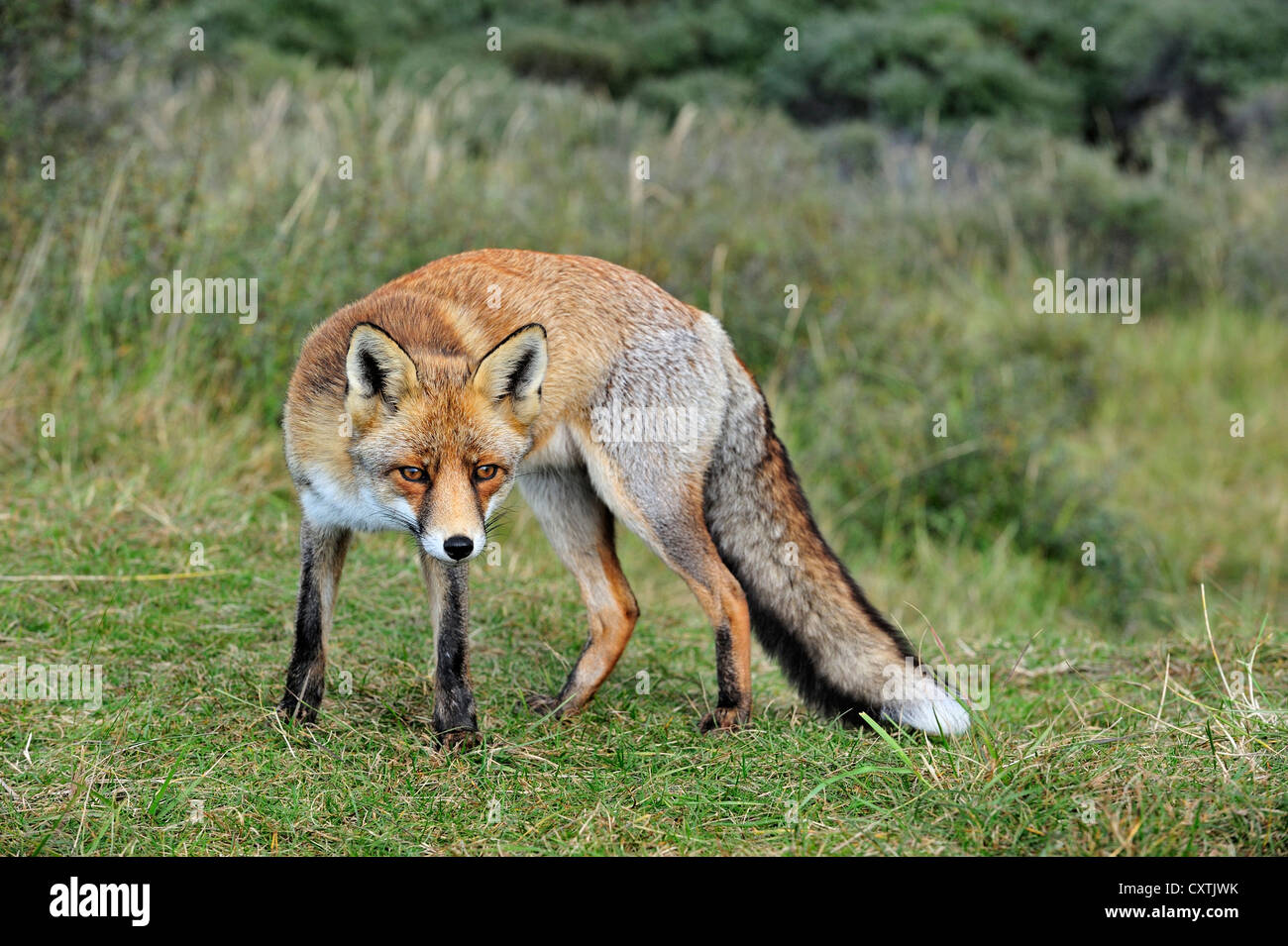 Red fox (Vulpes vulpes) foraging in meadow at forest edge in autumn Stock Photo - Alamy