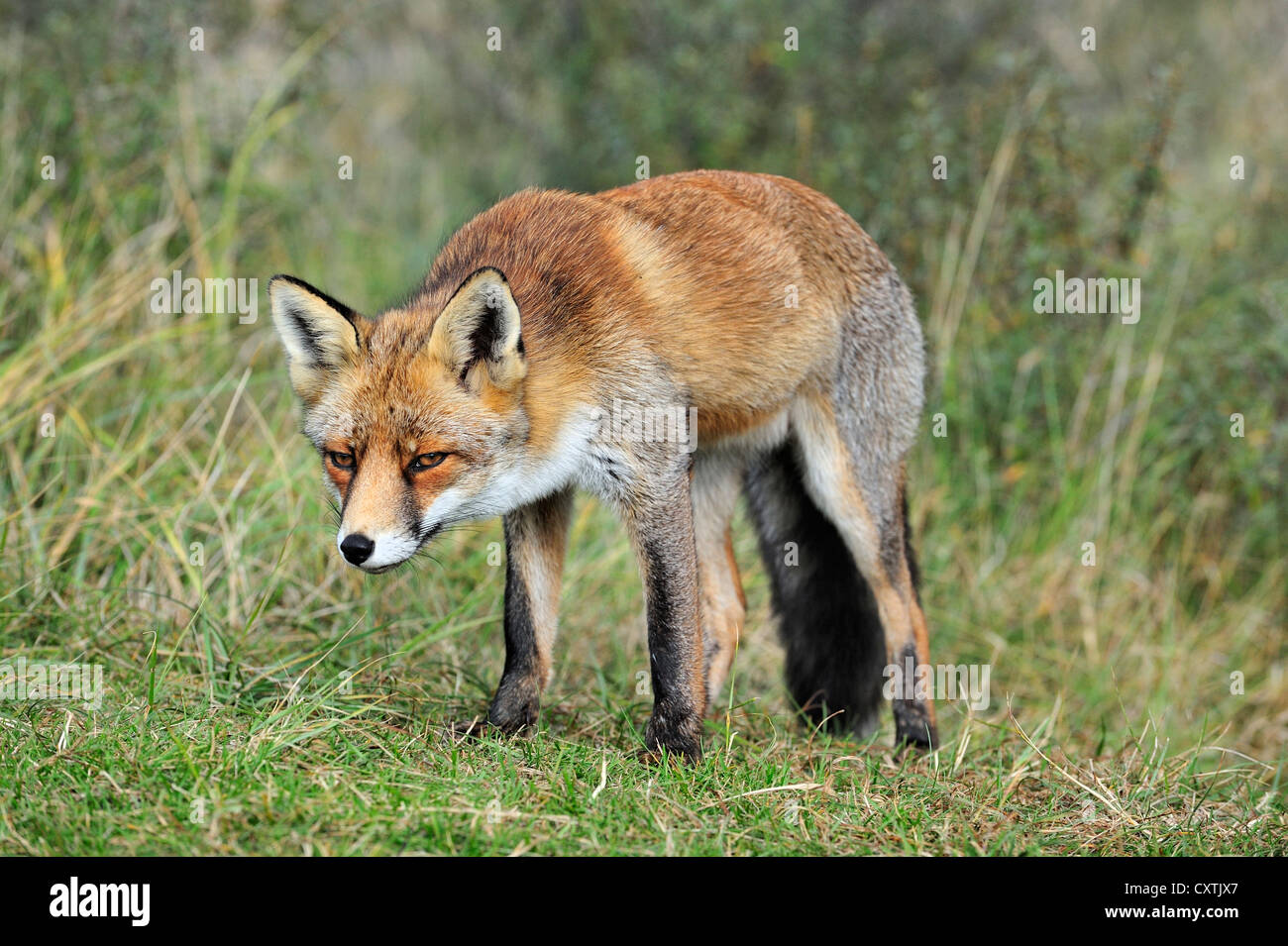 Red fox (Vulpes vulpes) on the hunt stalking prey in meadow at forest ...
