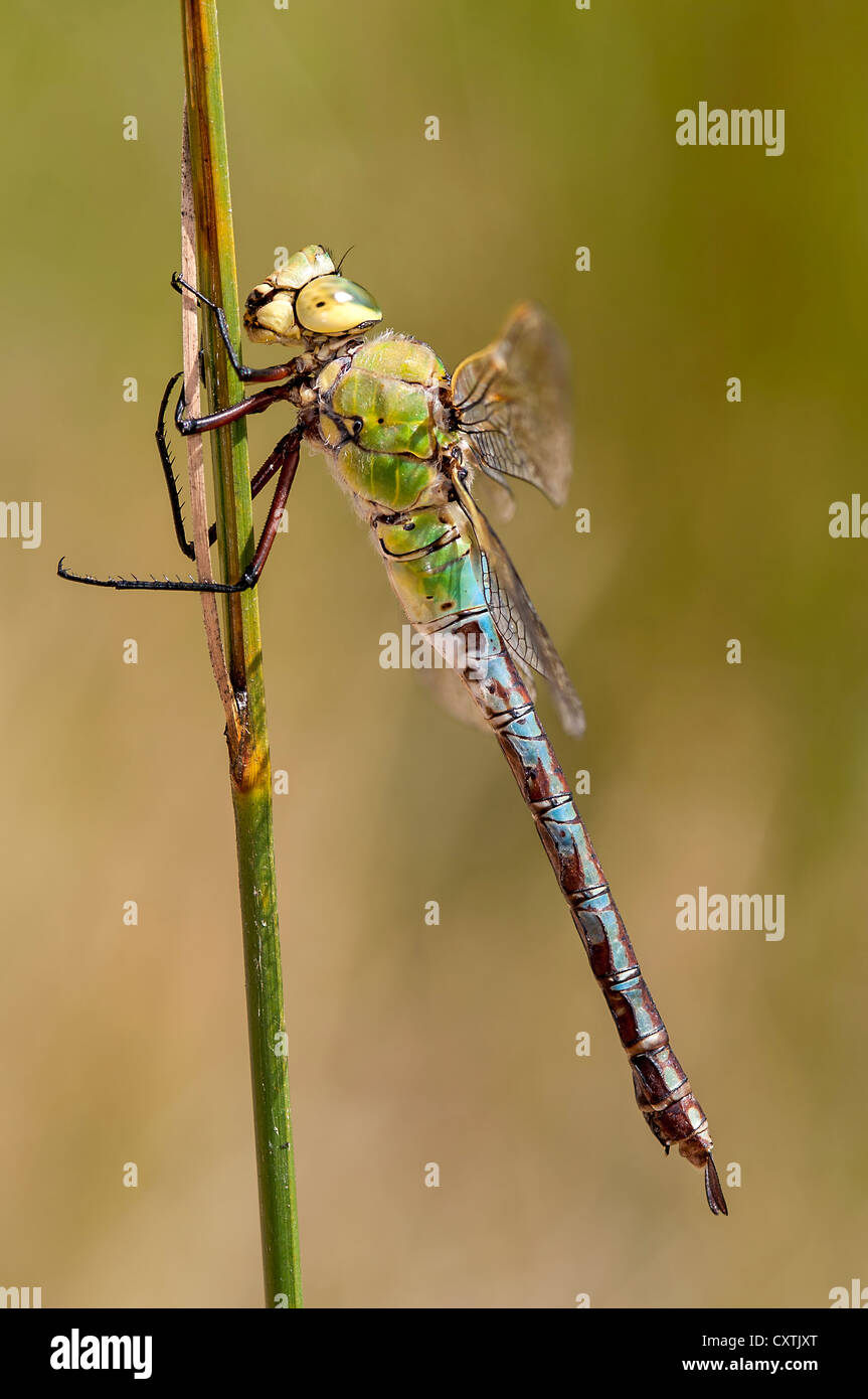 Anax imperator, female, Valado dos Frades, Portugal Stock Photo - Alamy
