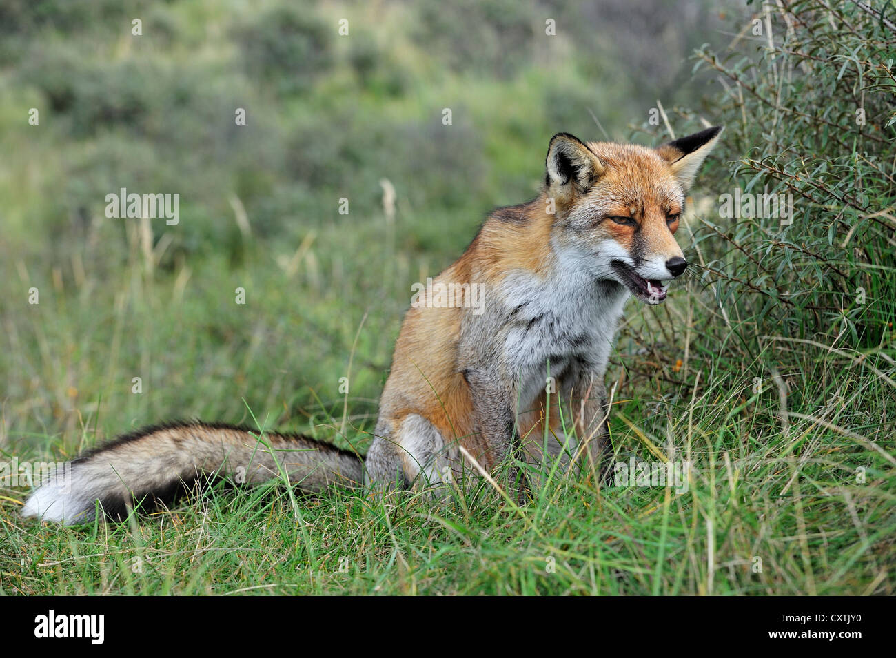 Sleepy trees hi-res stock photography and images - Alamy