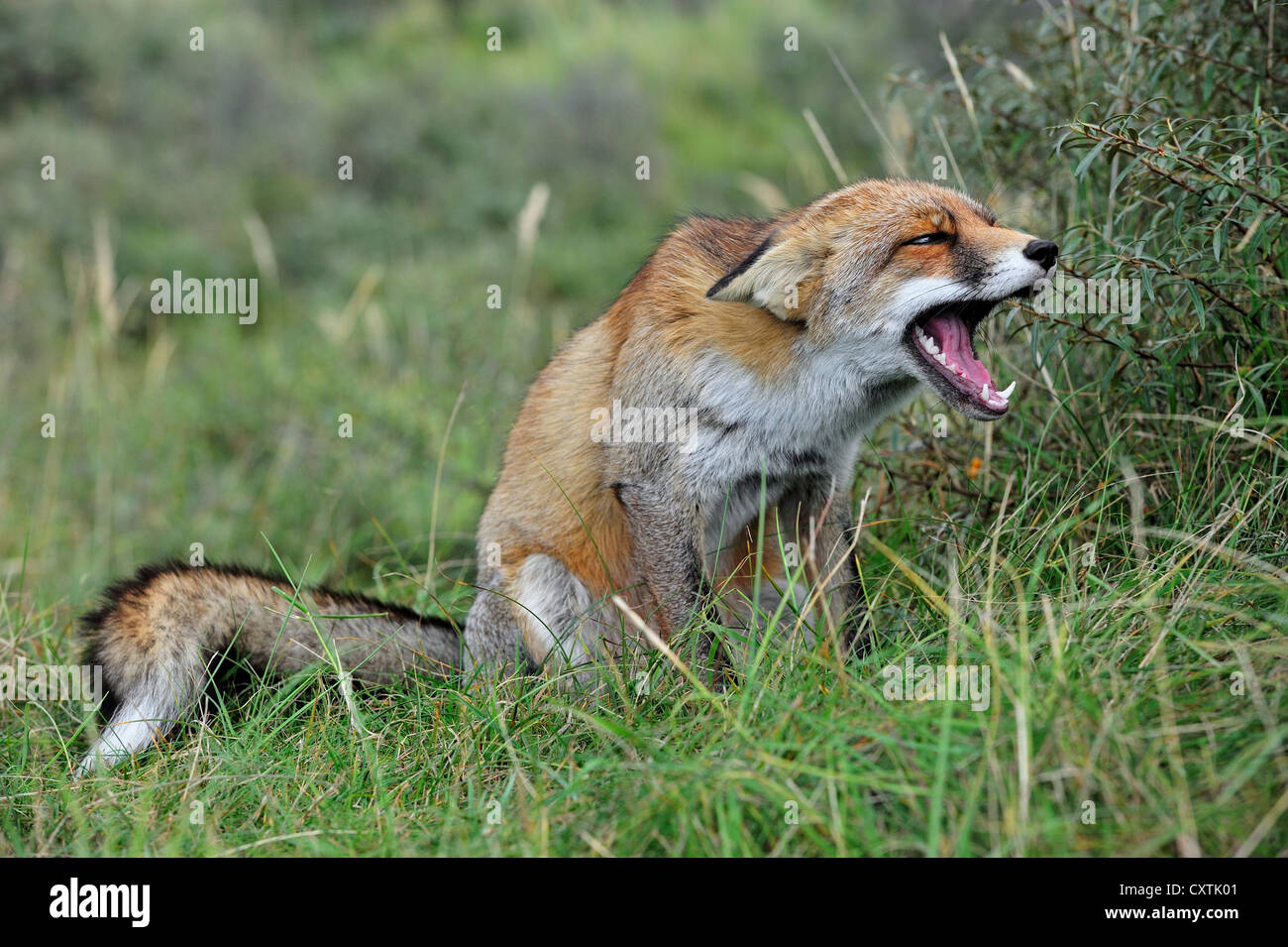 Aggressive, subordinate Red fox (Vulpes vulpes) in defensive posture ...