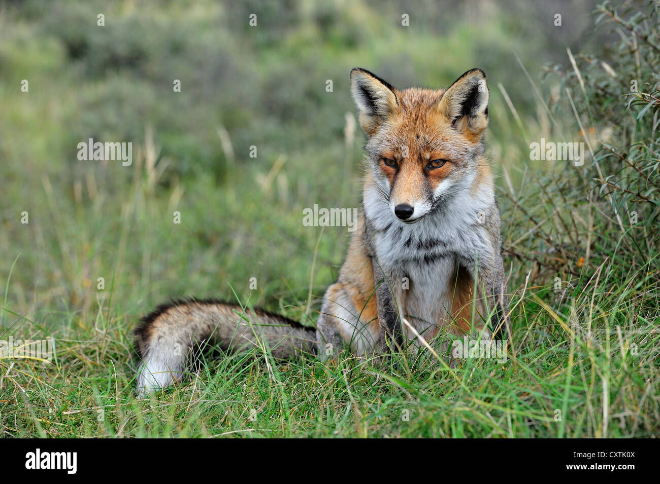 Red fox (Vulpes vulpes) sitting in thicket in the dunes in autumn Stock Photo - Alamy