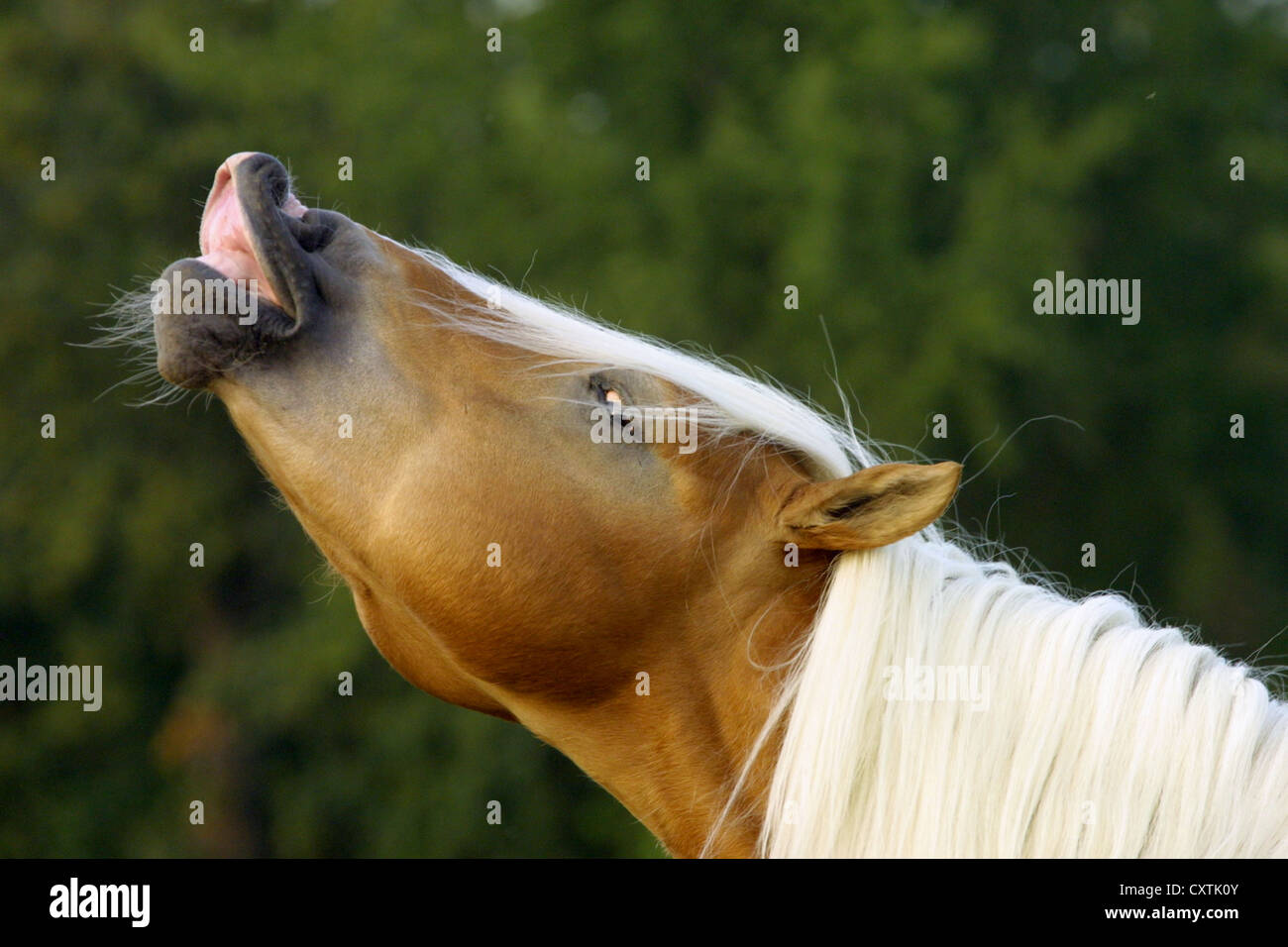 Sorrel stallions hi-res stock photography and images - Alamy