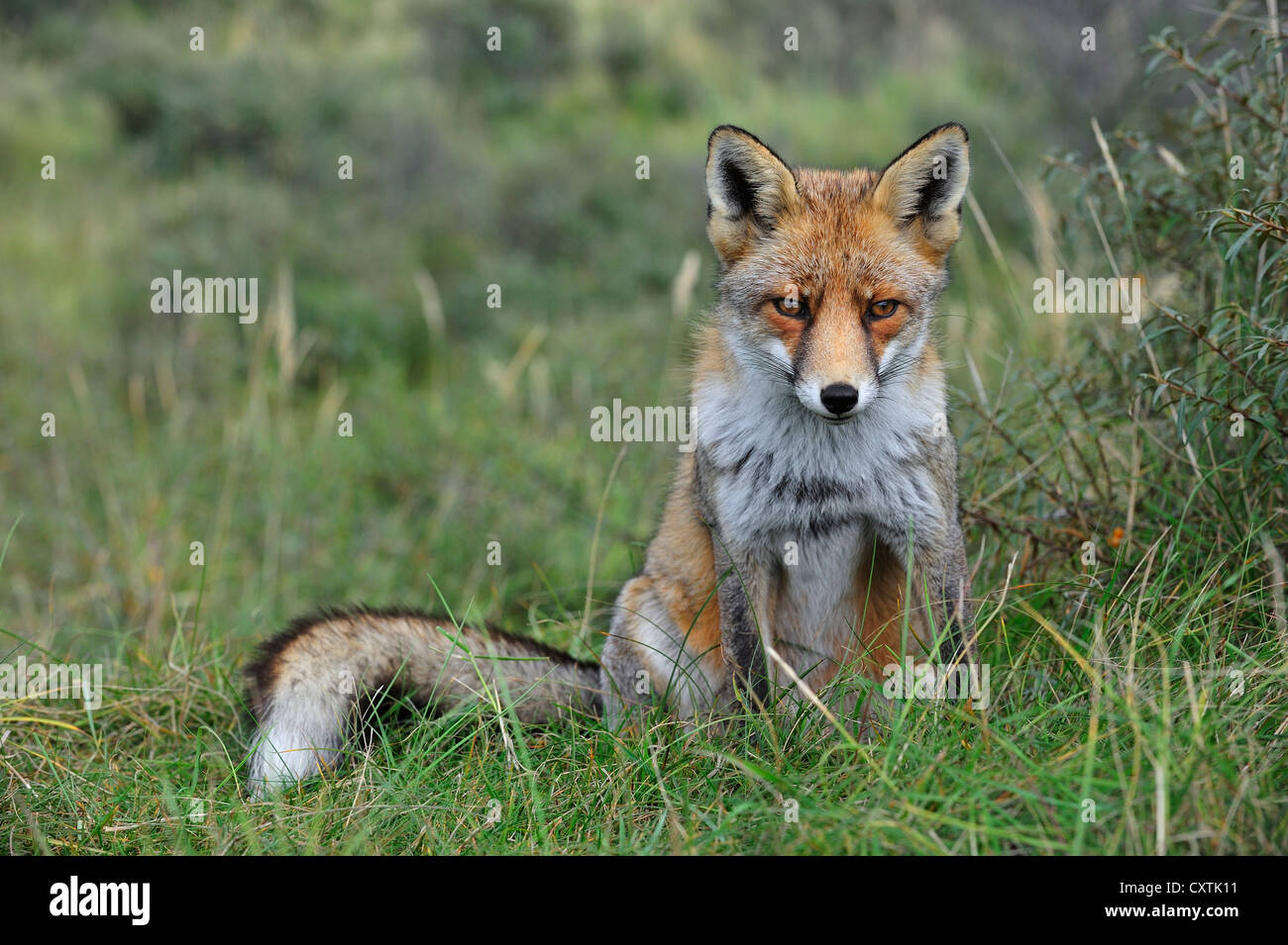 Red fox (Vulpes vulpes) sitting in thicket in the dunes in autumn Stock Photo - Alamy