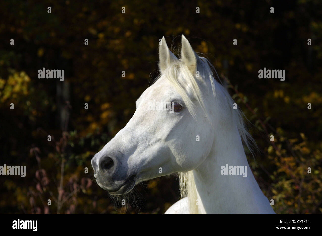 Portrait of an Arabian Horse Stock Photo - Alamy