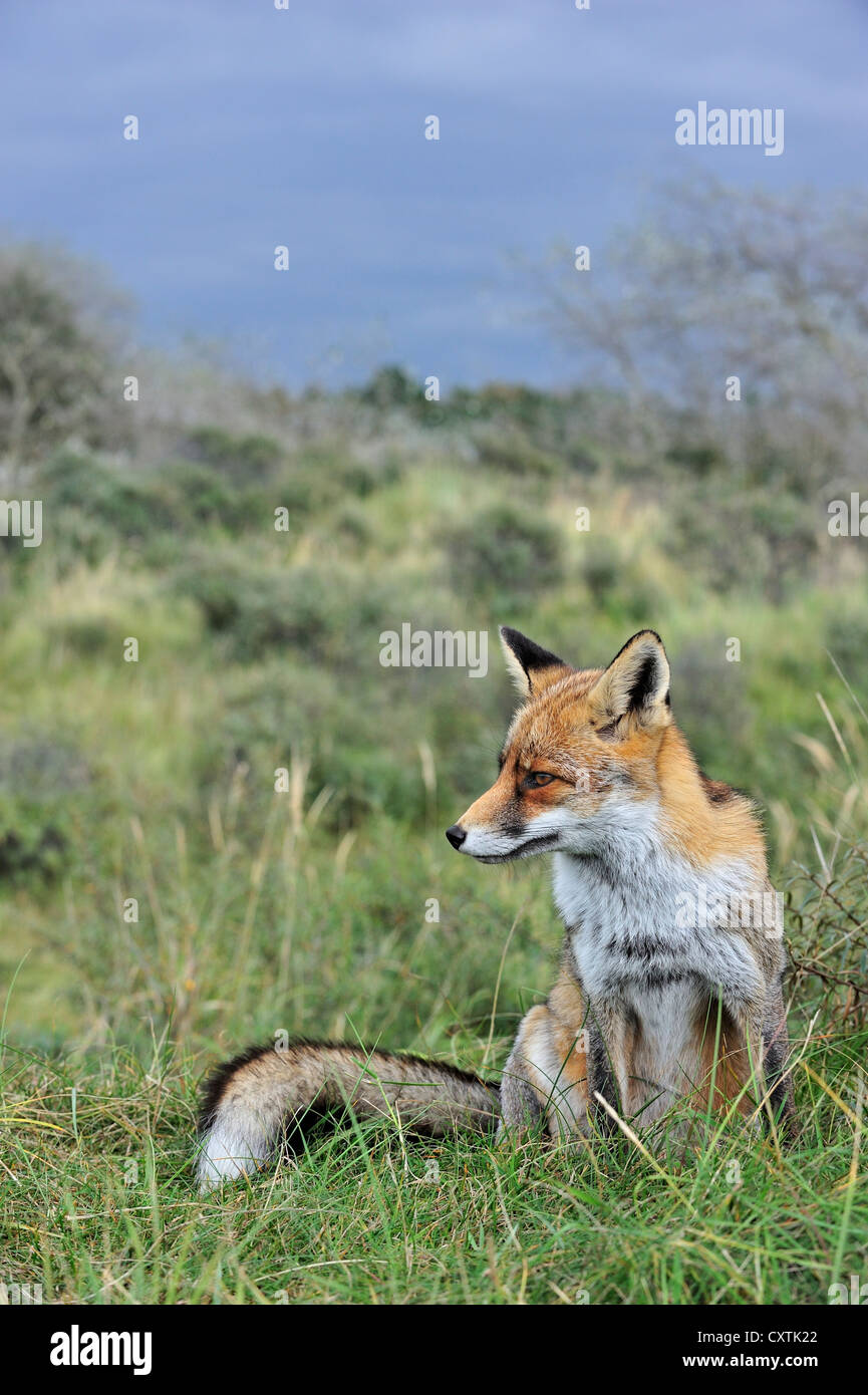 Red fox (Vulpes vulpes) sitting in grassland in autumn Stock Photo - Alamy