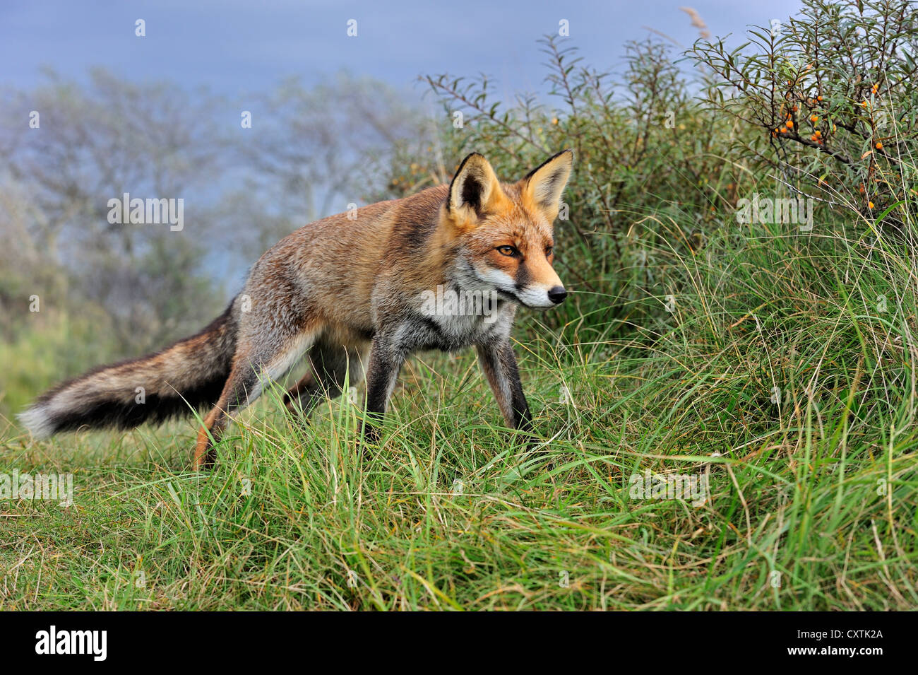 Red fox (Vulpes vulpes) on the hunt watching prey in thicket with common sea-buckthorn in the ...