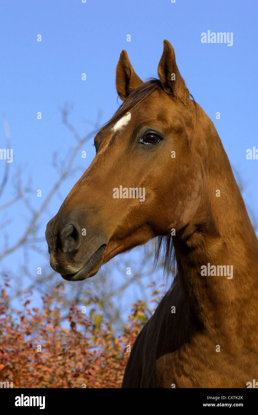portrait of a horse Stock Photo - Alamy