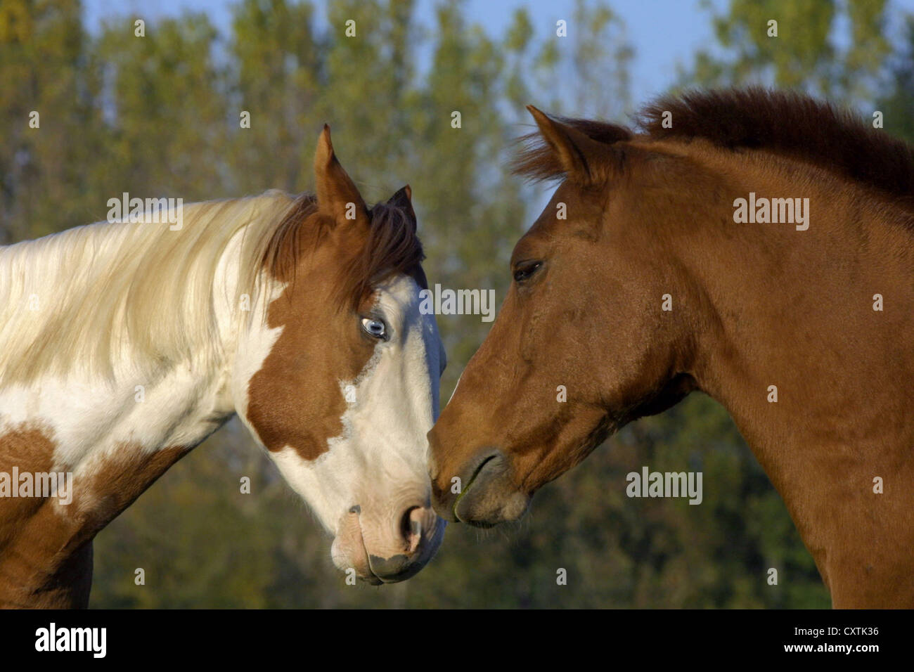 Two horses portrait hi-res stock photography and images - Alamy