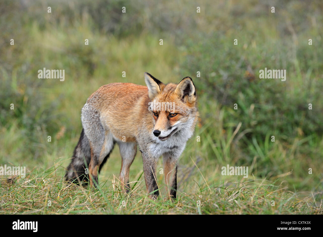Vulpes vulpes hunt hi-res stock photography and images - Alamy