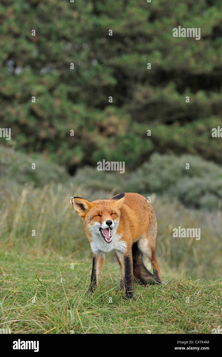 Red fox (Vulpes vulpes) calling in grassland at forest edge in autumn Stock Photo - Alamy