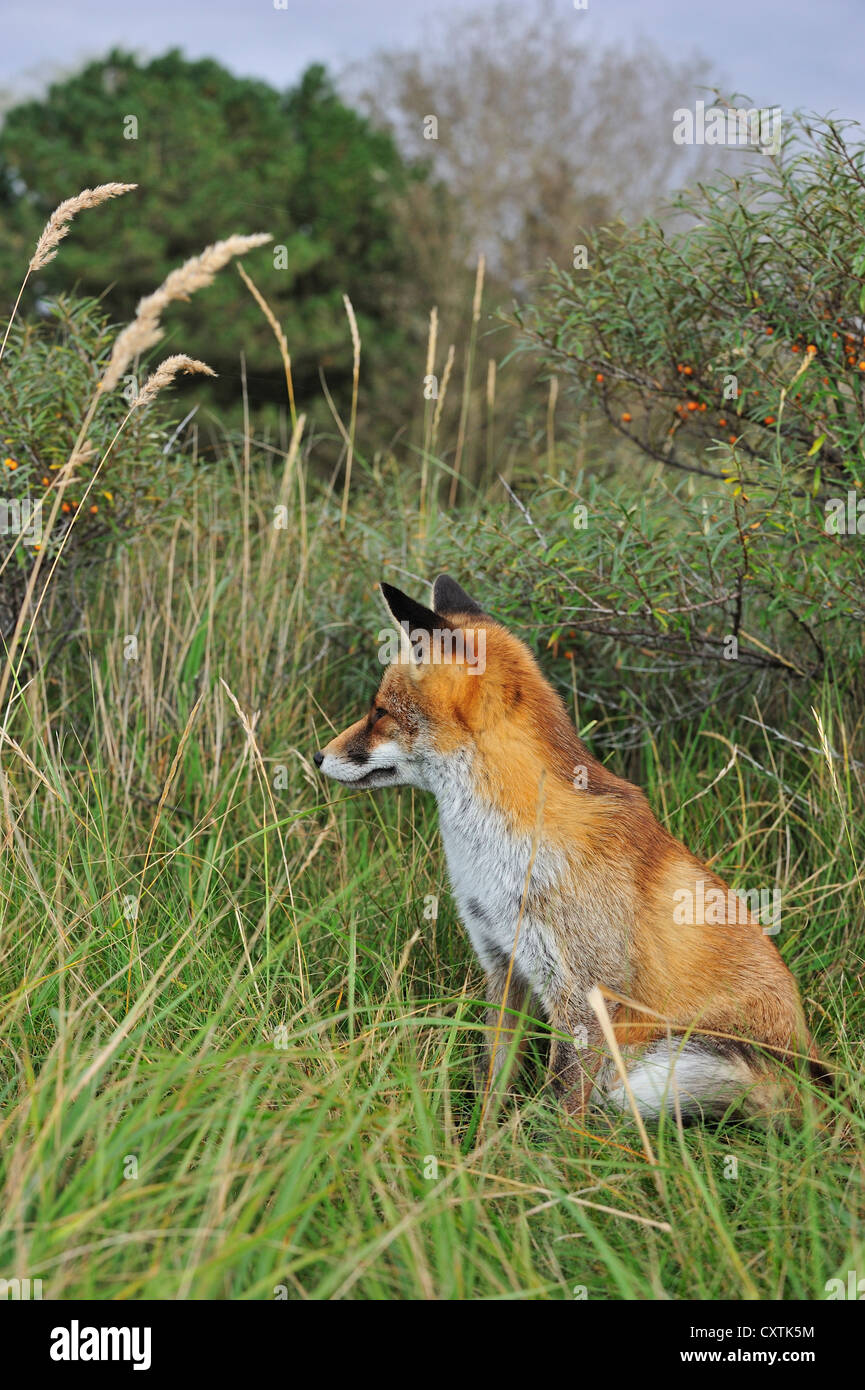 Red fox (Vulpes vulpes) watching prey in thicket with common sea-buckthorn in the dunes in ...