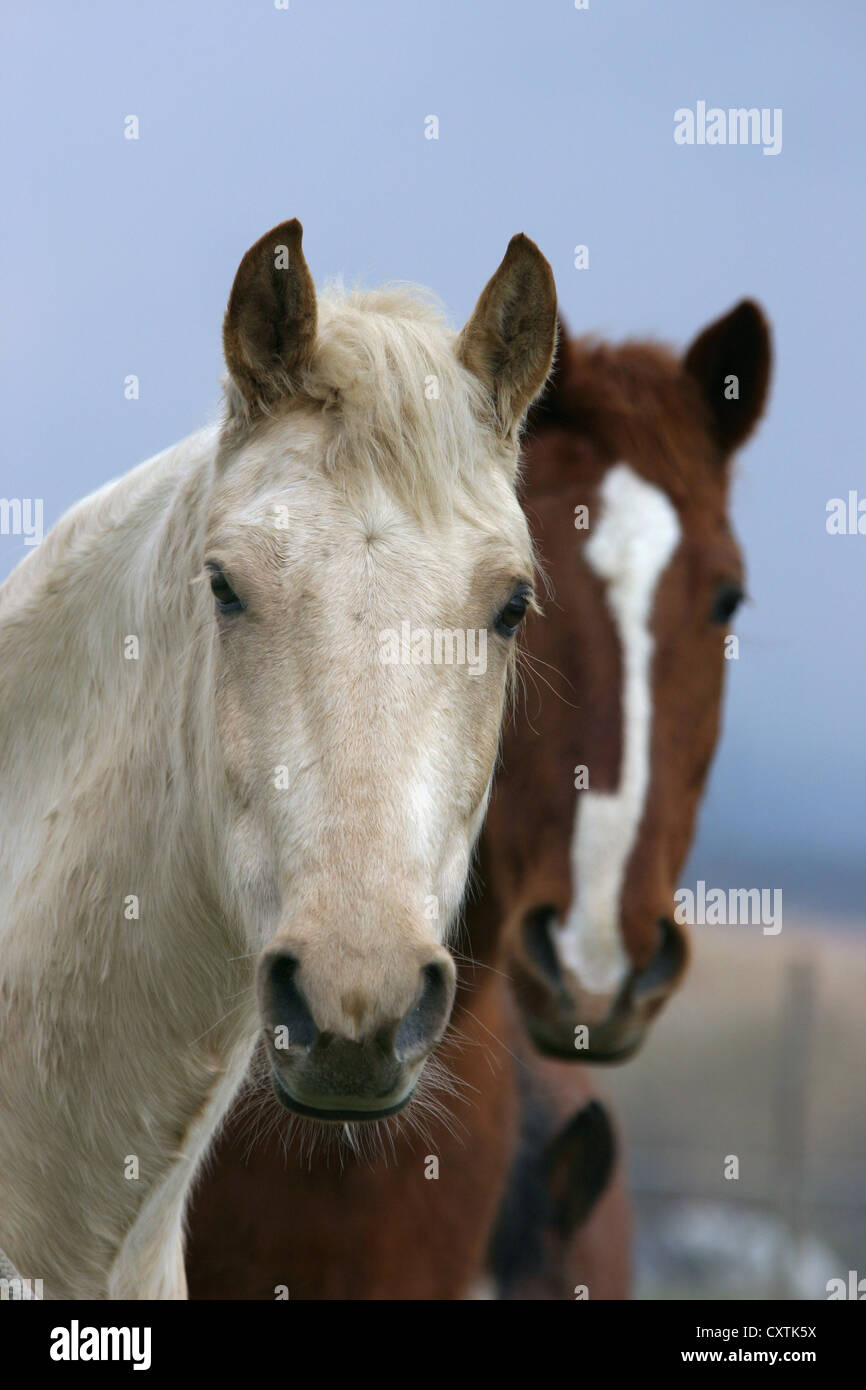 Morgan breed hi-res stock photography and images - Alamy