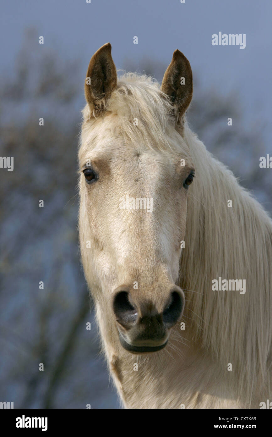 Cremello Horse High Resolution Stock Photography and Images - Alamy