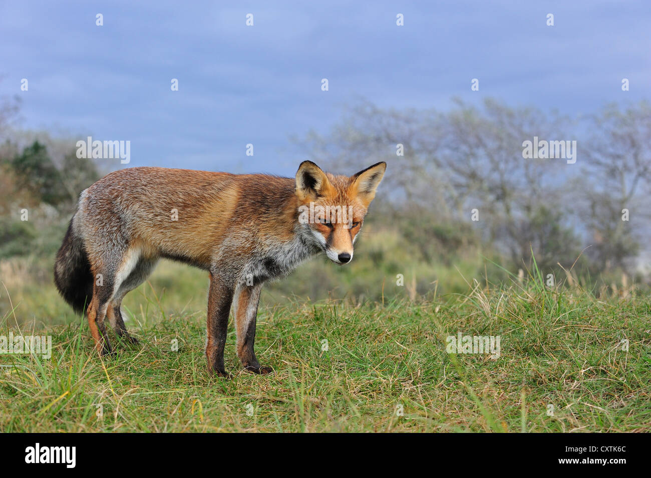 Red fox (Vulpes vulpes) standing in grassland at forest edge in autumn Stock Photo - Alamy