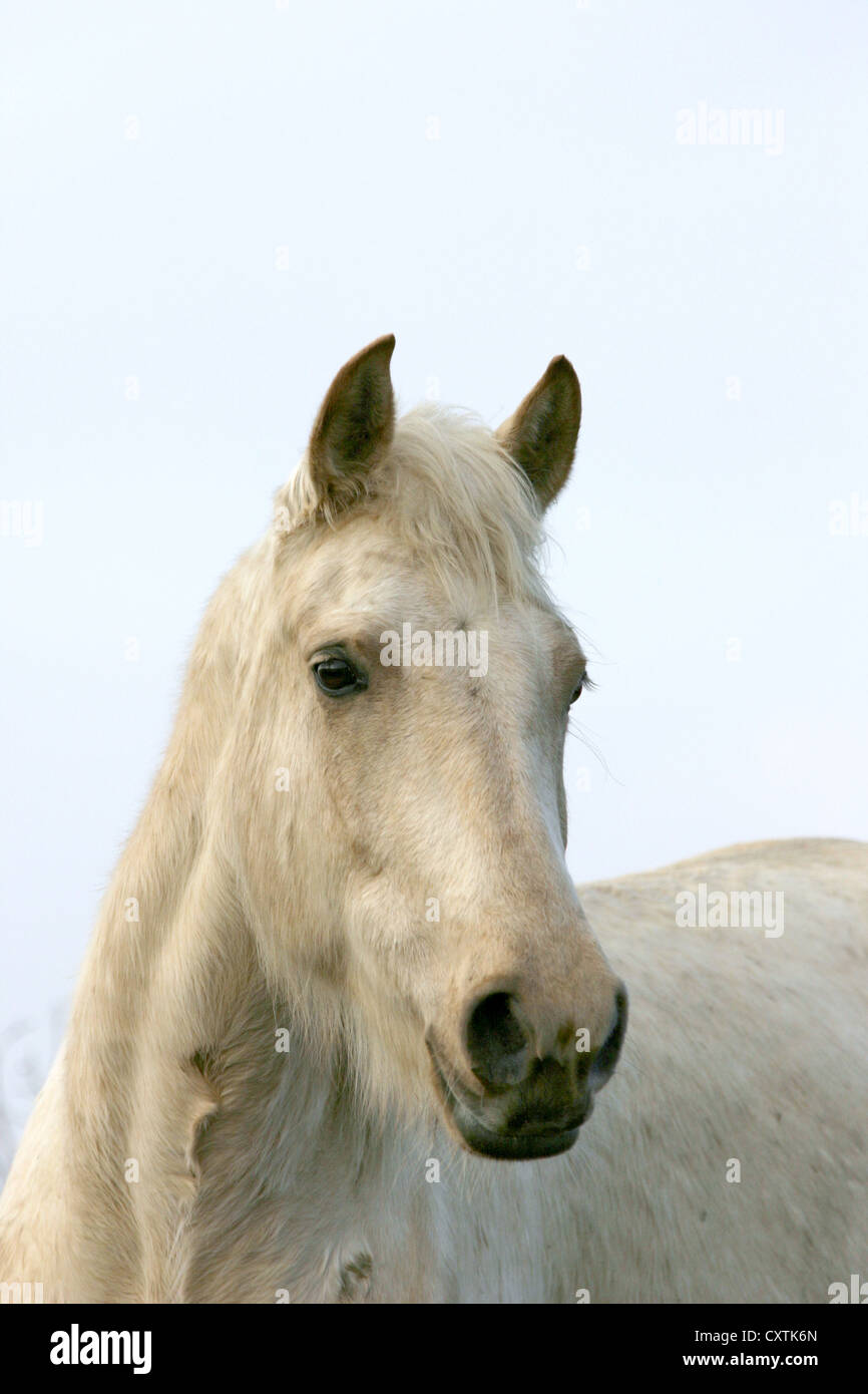 Cremello horse hi-res stock photography and images - Alamy
