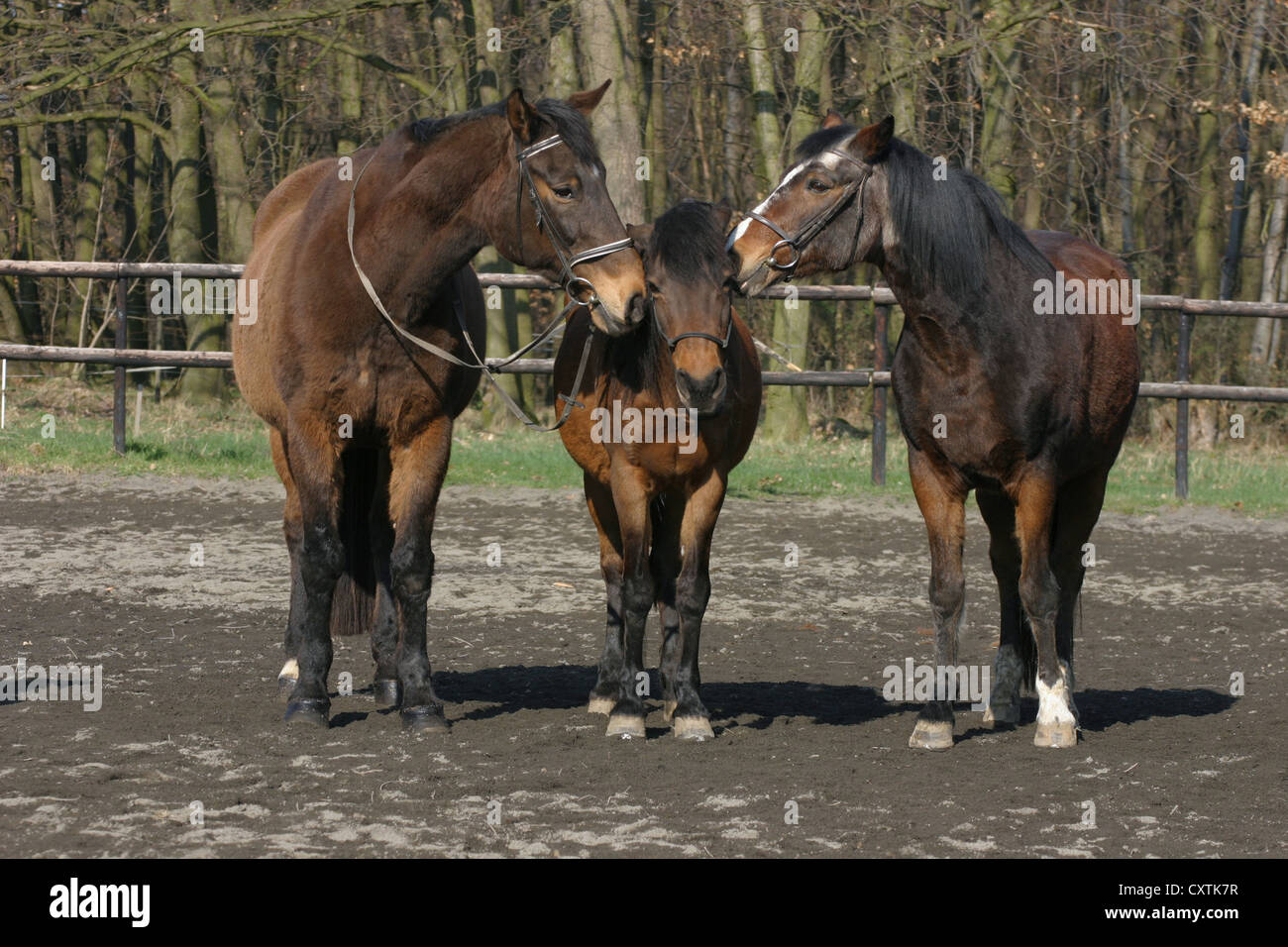 Three horses hi-res stock photography and images - Alamy