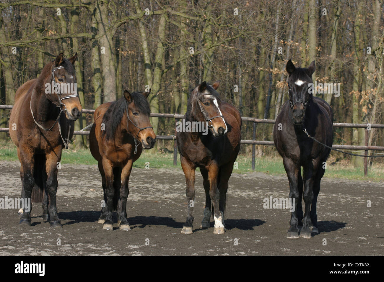 Four horses hi-res stock photography and images - Alamy