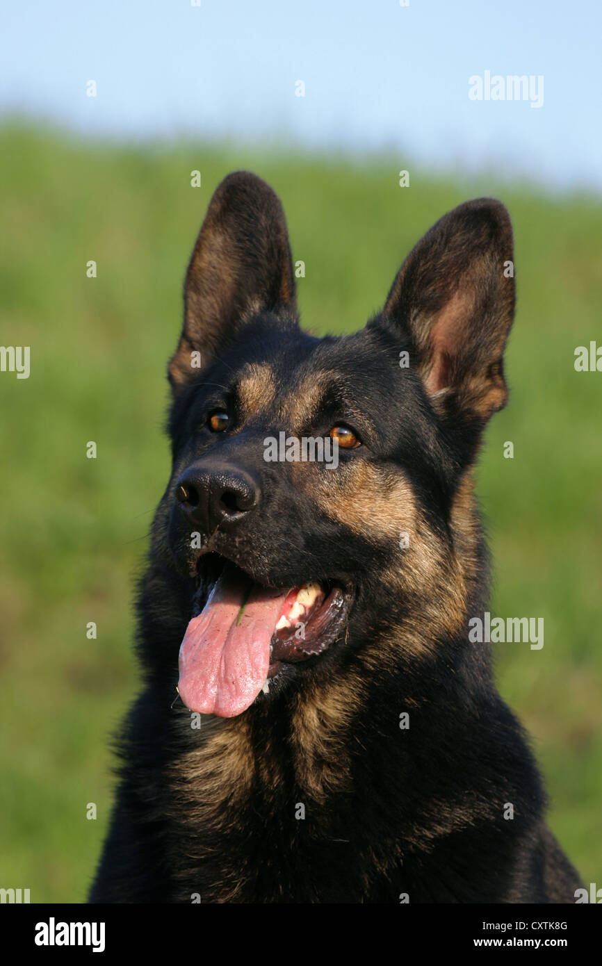 German Shepherd portrait Stock Photo - Alamy