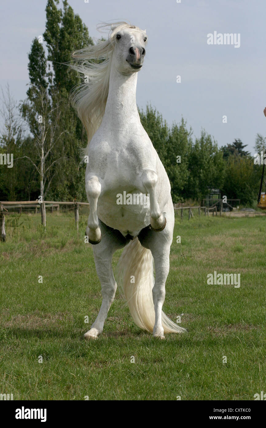 Rearing andalusian horse hi-res stock photography and images - Alamy