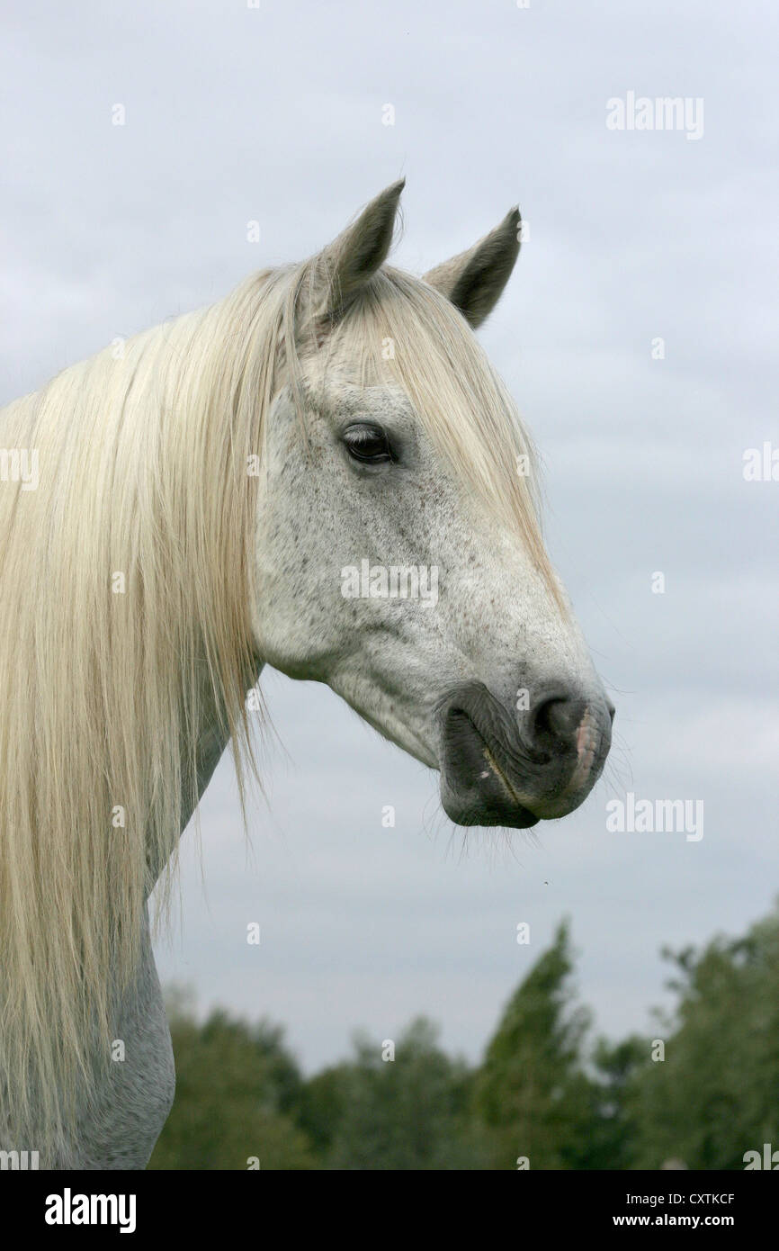 Purebred grey andalusian hi-res stock photography and images - Alamy