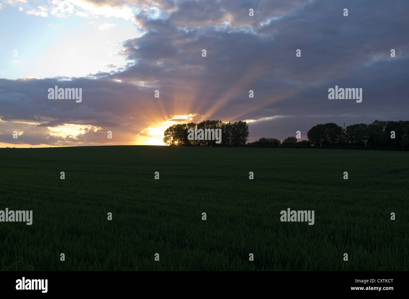 Trees with setting the sun hi-res stock photography and images - Alamy