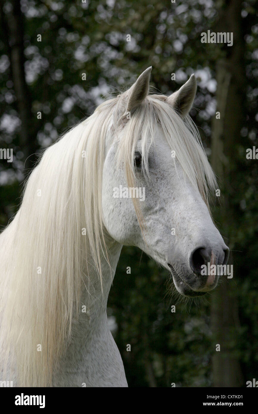 Purebred grey andalusian hi-res stock photography and images - Alamy